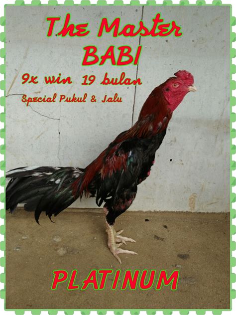 Ayam Balap Farm 2016