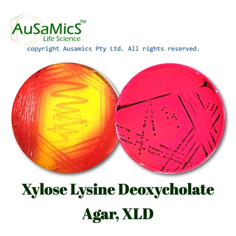 Peptone Water Ausamics