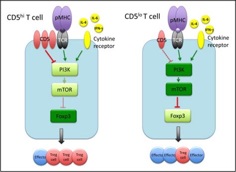Cd5 Helps Aspiring Regulatory T Cells Ward Off Unwelcome Cytokine
