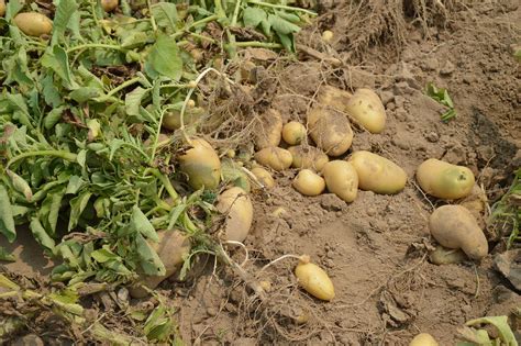The Significance Of Soil Preparation For Vegetables And Fruits