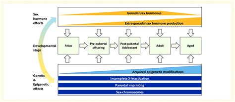 Mechanisms That Contribute To Sex Differences During Development And Download Scientific