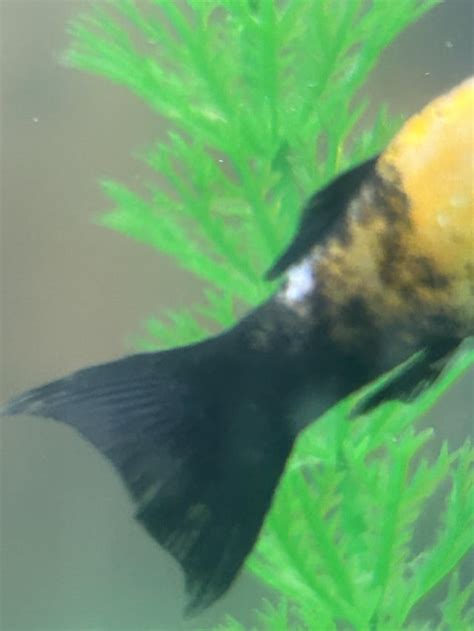 3mo Old Molly Need To See If Theres Something I Can Do For Him Raquariums
