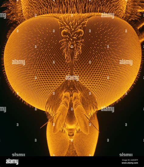 False Colour Scanning Electron Micrograph Sem Of The Head Of A Hover