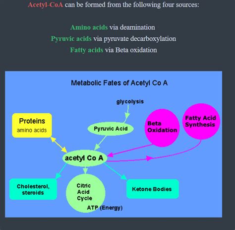 Sources Of Acetyl Coa Rmcat