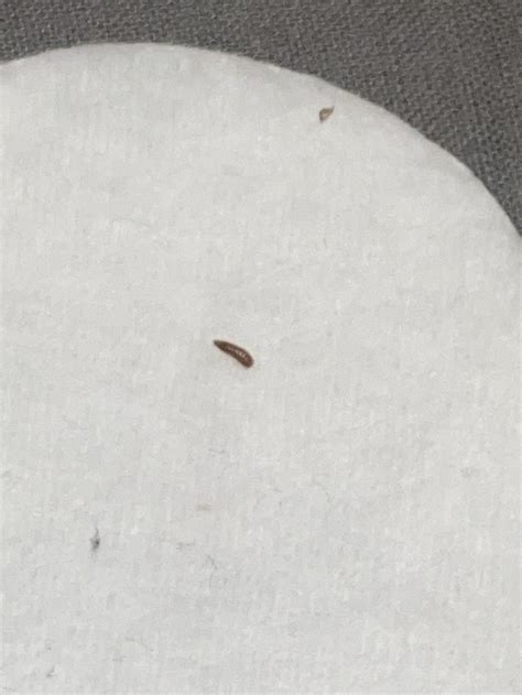 Is This A Bed Bug Shell Or Larvae Rbedbugs