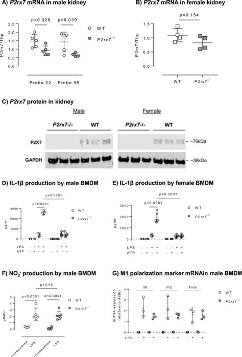 P X Receptor Knockout Does Not Alter Renal Function Or Prevent Angiotensin II Induced Kidney