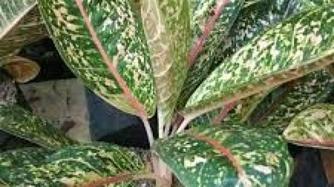 Ide Populer Cara Tanam Aglaonema Inspirasi Terkini