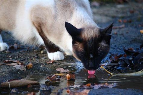 Por qué los gatos odian el agua