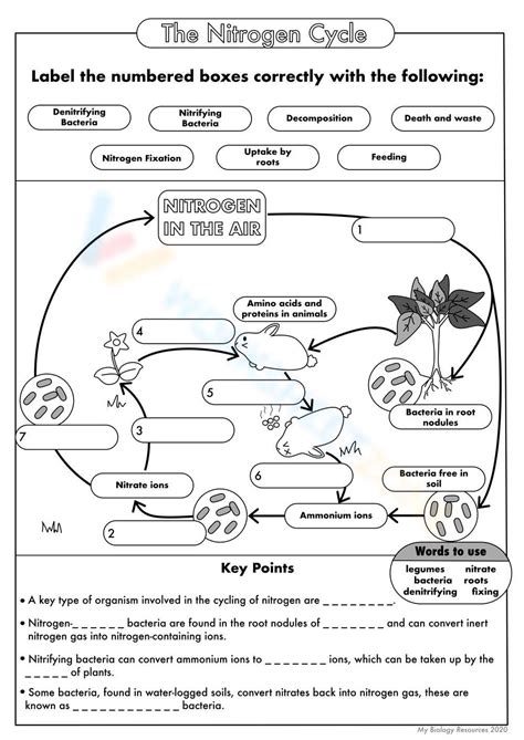 Blank Nitrogen Cycle Worksheet