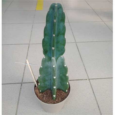 Кактус Cactus Cereus Купить в Симферополе Садовый центр Фрея Крым