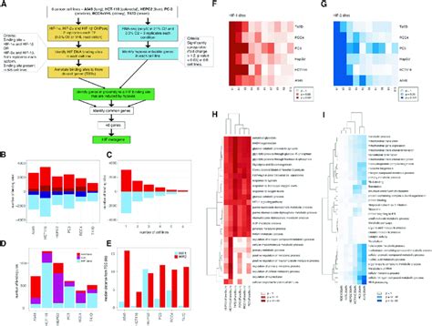 Rna Seq And Chip Seq Analysis Of Cancer Cell Lines A Schematic Of Download Scientific Diagram