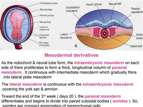 07 Mesodermal Developmental Biology Ppt