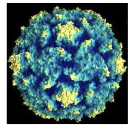Viral Pathogens III And Laboratory Diagnosis Of Viral Infections