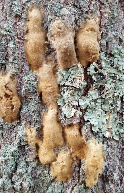 Spongy Moths Are Threatening Forests What Can You Do About It While Hiking Or Camping
