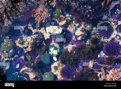 Closeup Of Tidepool At Yaquina Head Cobble Beach Purple Sea Urchin