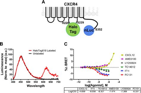 Design And Evaluation Of The BRET Based Intramolecular CXCR4 Activation