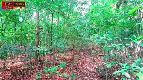 කුරුණෑගල බඩල් ගම රක්ෂිතය ඇතුගල පරිසර වන රක්ෂිතය Youtube
