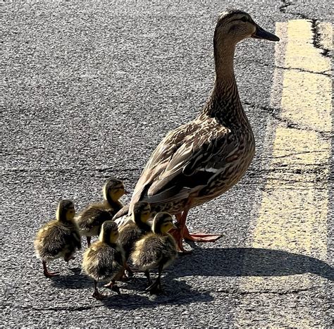 See Video Of Police Firefighters Rescuing Ducklings Stuck In Sewer At