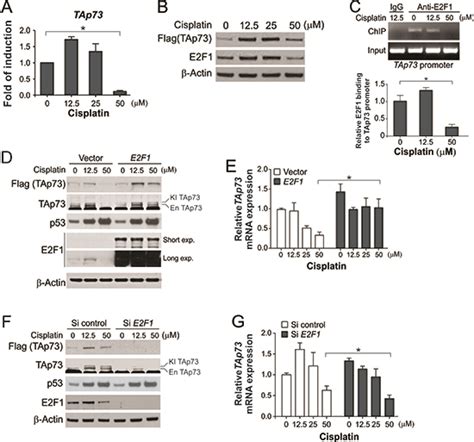 Tap73 Promotes Cell Survival Upon Genotoxic Stress By Inhibiting P53