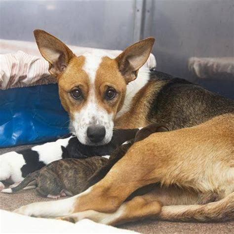 Puede Un Perro Sobrevivir A Una Mordedura De Serpiente Sin Tratamiento