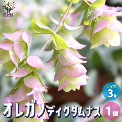 楽天市場送料無料オレガノ ディクタムナス 花苗 3号ポット1個売り花オレガノ ガクの保ちが良いので切り花やドライフラワーにも