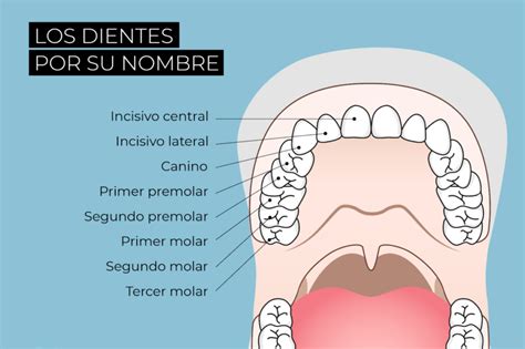 Esquema de los dientes Fotos Guía