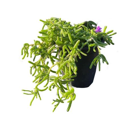Pink Ice Plant Succulent Plant In Pots For Garden And Balcony 3 Pack