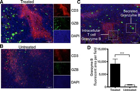 Immunohistochemical Analysis Of Granzyme B Localization Download