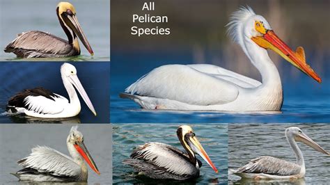 Pelican Breeds