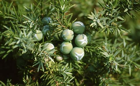 Guía De Hierbas Y Plantas Y Sus Usos Medicinales Enebro