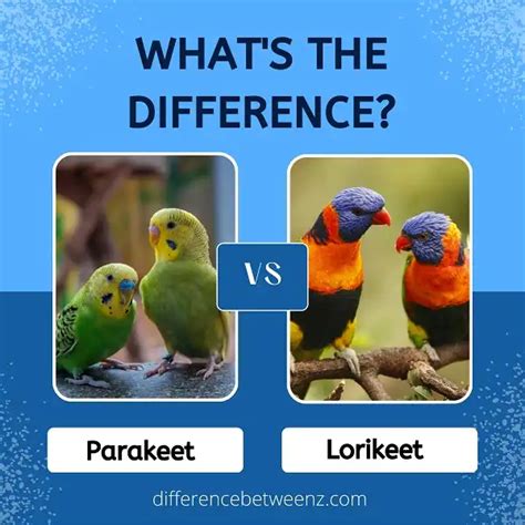 Difference Between Parakeets And Lorikeets Difference Betweenz