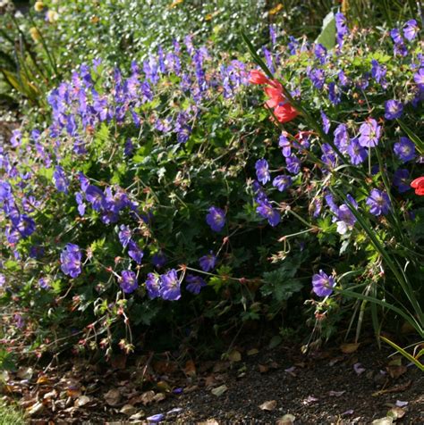 Geranium Rozanne Gerwat Ballyrobert Gardens