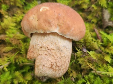 Boletus Subcaerulescens From Clarion County Us Pa Us On September 23