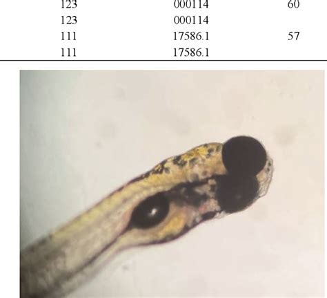 Figure 1 From Effects Of Morpholino Mediated Knockdown Of The