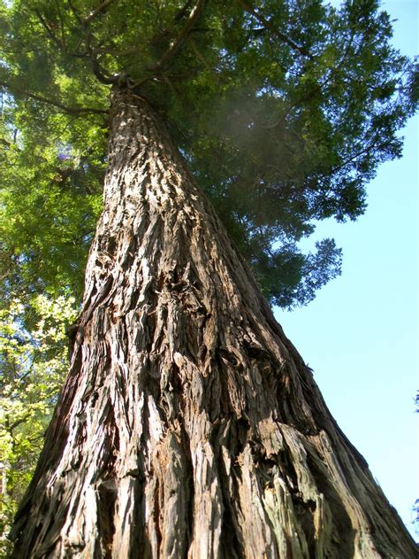 Tree Size Tree Plants Garden