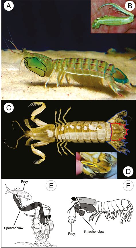 Mantis Shrimp Injury