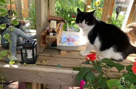 9 Awesome Ways To Bring Your Catio To Life With These Catio Accessories