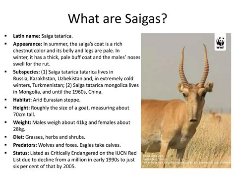The Saiga Antelopes The Nomads Of Central Asian Steppes Ppt