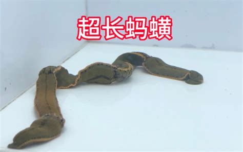Bilibili B Yiuios