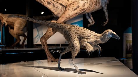 Juvenile T Rex Growth And Behavior Amnh