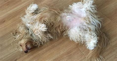 Rub The Belly Album On Imgur