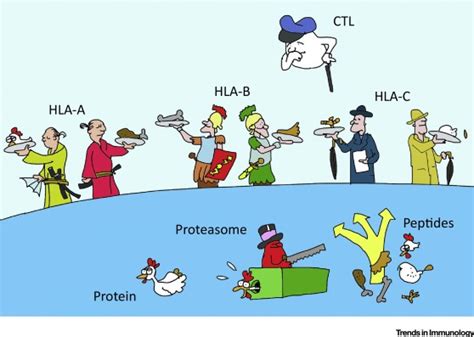 Present Yourself By MHC Class I And MHC Class II Molecules Trends In