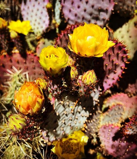 10 Popular Types Of Prickly Pear Pictorial Guide