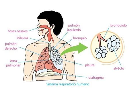 Infecciones Respiratorias Agudas IRA Escolar ABC Color