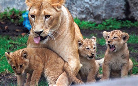 旭山動物園の獣医師・佐藤伸高さんが、動物や動物園、自然について紹介するコーナーです。