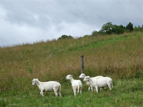 Grass Fed Vs Grass Finished Beef And Lamb Cairncrest Farm