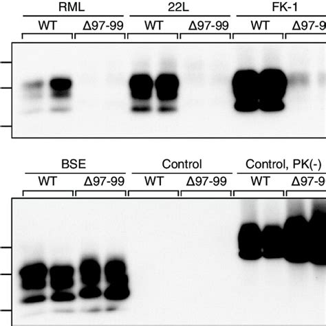 PMCA assay of WT PrP and PrPΔ97 99 with RML 22L FK 1 and BSE prions