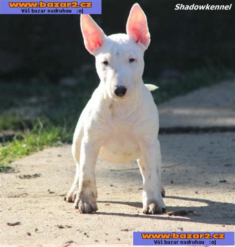 Mini Bulteriér štěňata Všechny Lokality Bazar Bazoš