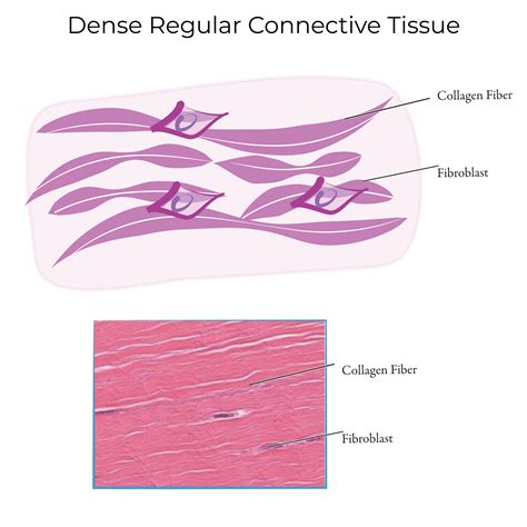 Connective Tissue Labeled Diagram