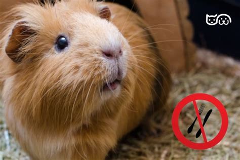 Comidas Prohibidas Para Las Cobayas O Cuyos ¿pueden Comer